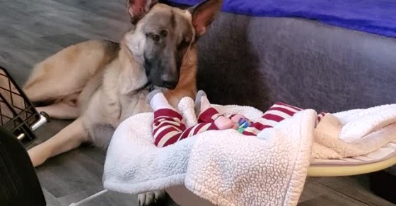 Dog Watches Baby Sleep - Sharedots