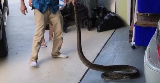 Mom Helps Remove Python Wrapped in Car - Sharedots