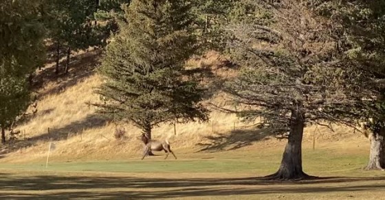 Elk Herd Stampede in Estes Park - Sharedots