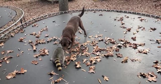 Furry Friends Tussle on Trampoline - Sharedots