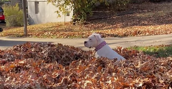 Boxer Bounces Through Leaf Pile - Sharedots