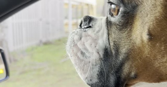 Boxer Bounces Beside Car - Sharedots