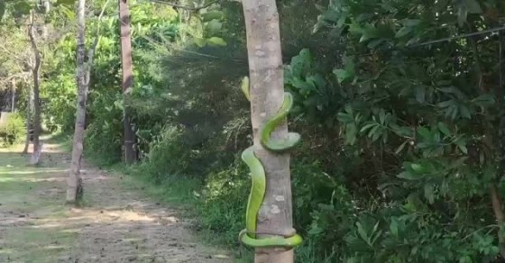 Red-Tailed Racer Snake Climbs Tree to Safety - Sharedots