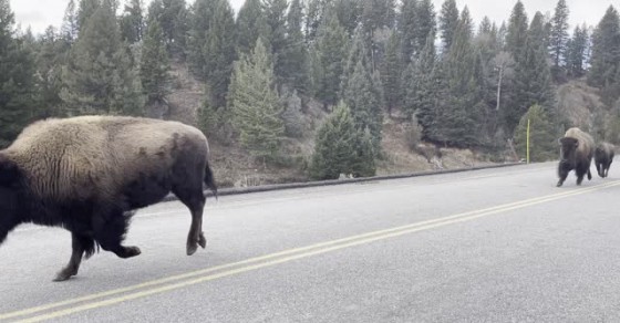 Herd of Bison Gallop Across Bridge - Sharedots