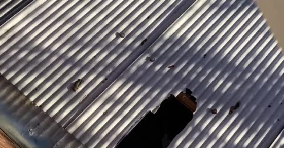 Cat Jumps Out Window and Falls Through Roof - Sharedots