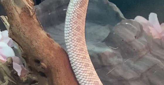 Dale the Pretentious Albino Hognose Snake - Sharedots