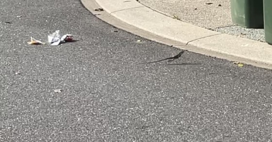 Tata Lizard Runs Straight into Garbage Bin - Sharedots