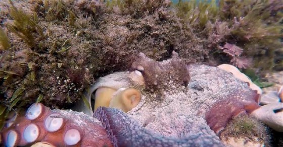 Octopus Opening Camera Lens - Sharedots