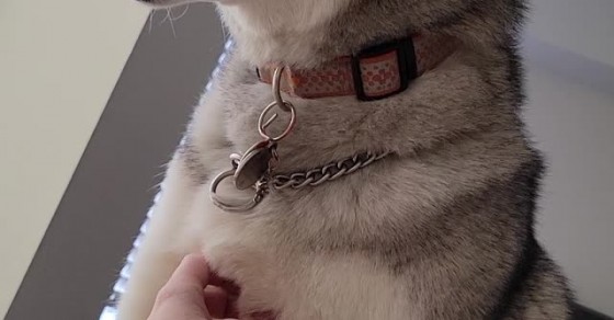 Husky Wakes Up Owner and Demands Chest Rubs - Sharedots