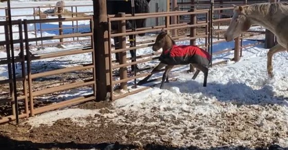 Two Day Old Colt's First Time Out of the Barn - Sharedots
