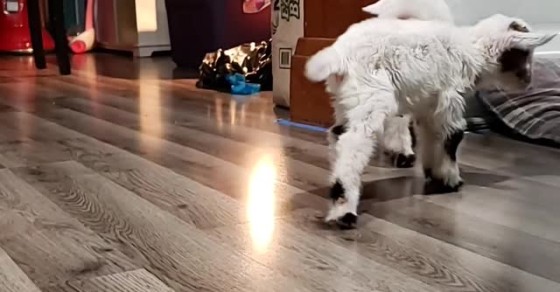 Tiny Goat Tap Dances - Sharedots