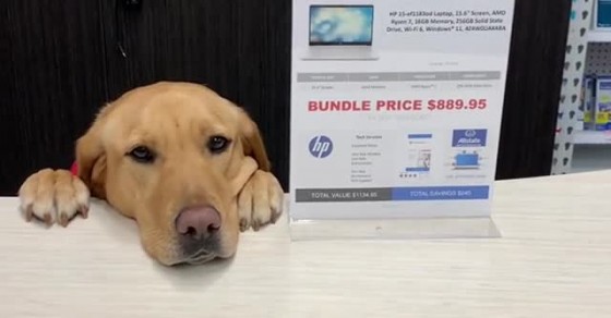 The Best Cashier Ever - Sharedots