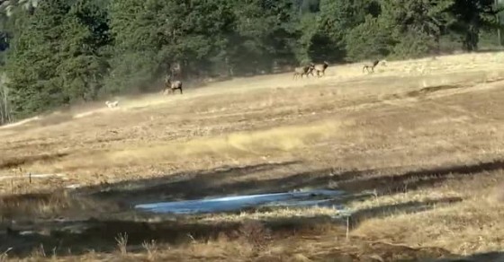 Son Spots Elk Stampede - Sharedots