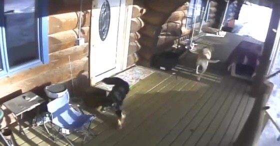 Moose Chases Dogs onto Porch - Sharedots
