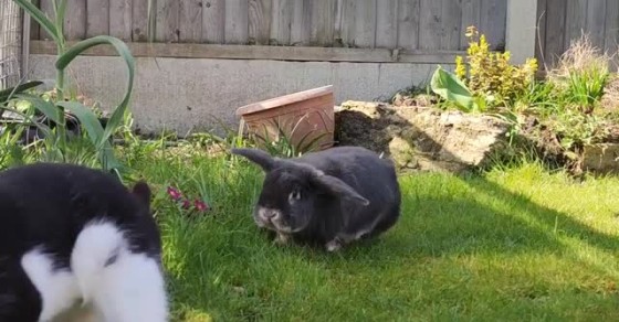 Rabbit Chases Cat Away - Sharedots