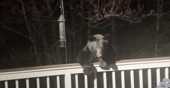 Scaring a Black Bear Off the Porch - Sharedots