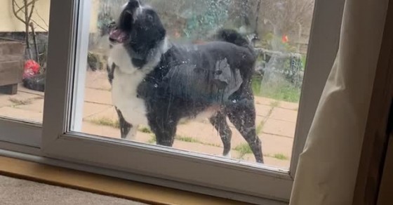 Dog Likes to Lick Windows - Sharedots
