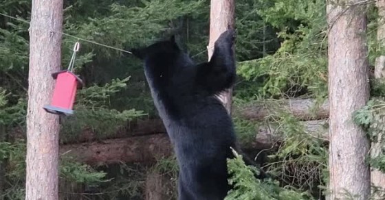 Acrobatic Bear Looks for Birdseed Treat - Sharedots