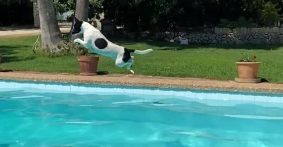 Jack Russel Pool Long Jump - Sharedots