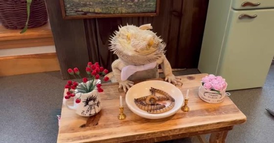 Chef Lenny the Lizard Looking Fancy Enjoys Breakfast - Sharedots