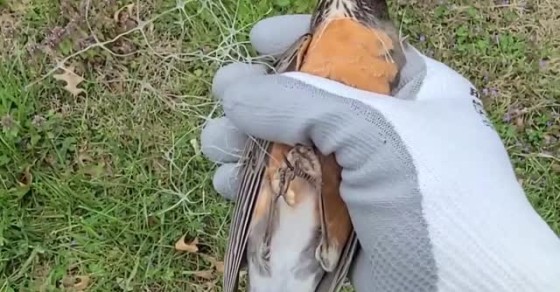 Rescuing a Bird Tangled in Plastic - Sharedots