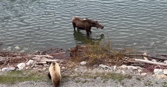 Mother Moose Chases off Grizzly Bear - Sharedots