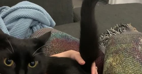 Using a Cat's Tail as a Stick Shift Prop - Sharedots