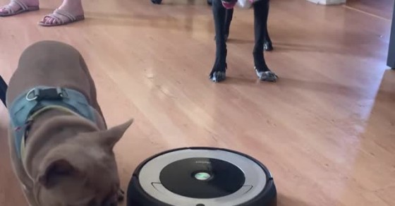 Dog Vomit Gets Instantly Scooped Up by Robot - Sharedots