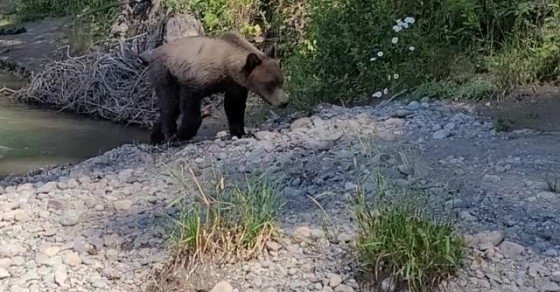 Close Encounter with Grizzly Bears in Kitimat - Sharedots