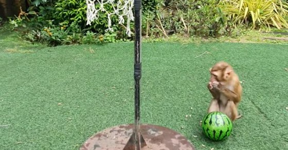 Cute Monkey Dunks a Basketball - Sharedots