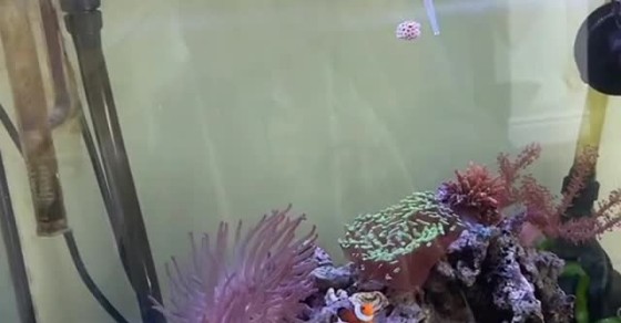 Feeding Cubert the Box Fish - Sharedots