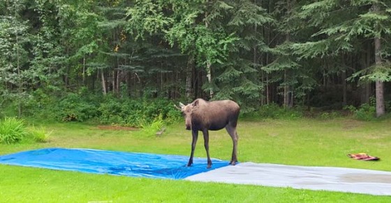 Moose Plays on Slip 'N Slide - Sharedots