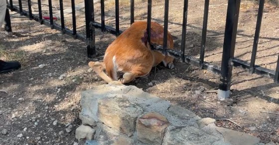Firefighters Use Jaws of Life to Rescue Deer Stuck in Fence - Sharedots