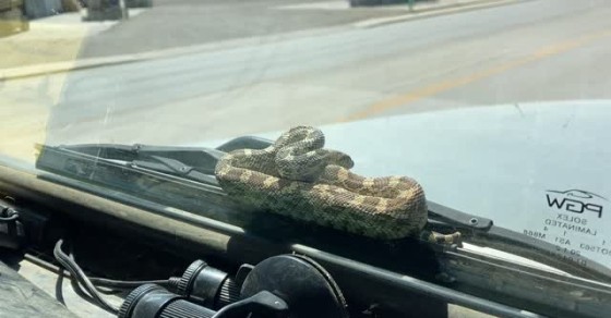 Snake Takes a Ride on the Windshield - Sharedots