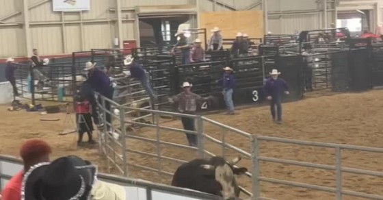 Bull Breaks Loose Into Crowd at Rodeo - Sharedots