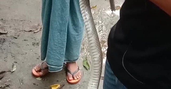 Guys Work Together to Rescue Rat Snake Stuck in Net - Sharedots