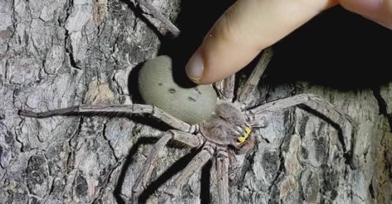 A Huntsman Spider Gets A Gentle Pat - Sharedots