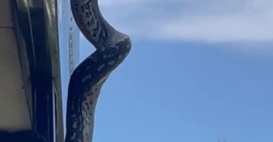 Python Eats a Possum - Sharedots