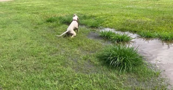 Bella the Boxer Happily Plays in Puddle - Sharedots