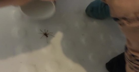 2-Year-Old Son Calmly Catches Spider in Bathtub - Sharedots