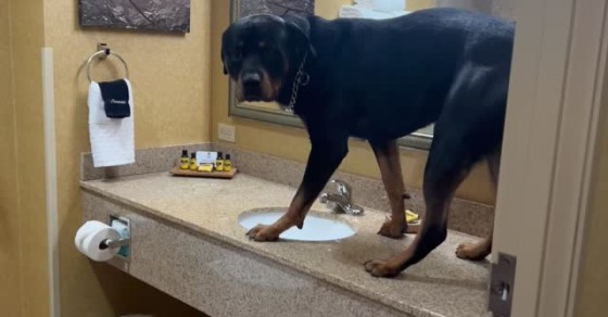 Dog Checks Himself in the Mirror - Sharedots
