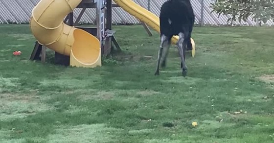 North Idaho Moose Playing in the Back Yard - Sharedots