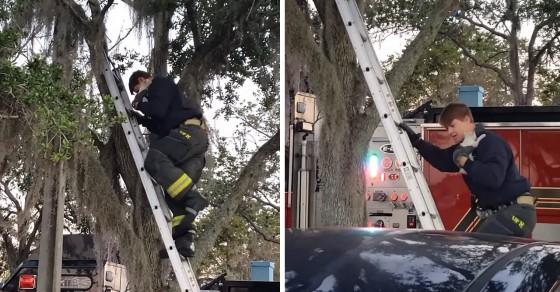 Firefighters rescue kitten stuck in a tree - Sharedots