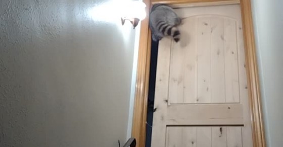Raccoon Squeezes Through Barely Open Door - Sharedots