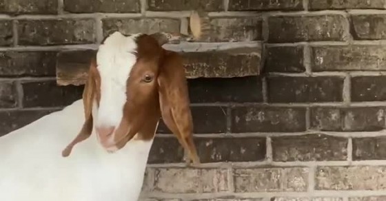 A Musical Goat - Sharedots