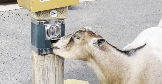 Smart Goat Snacks From the Source - Sharedots