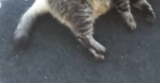 Ruckus the Cat Loves Being Vacuumed - Sharedots