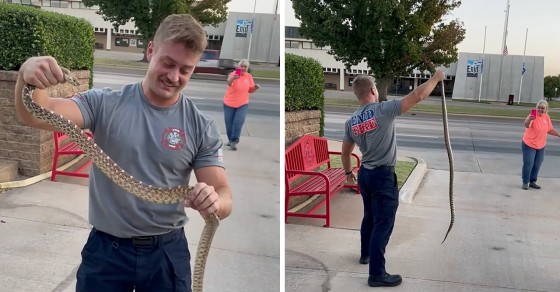 Firefighter wrangles snake that slithered underneath car - Sharedots