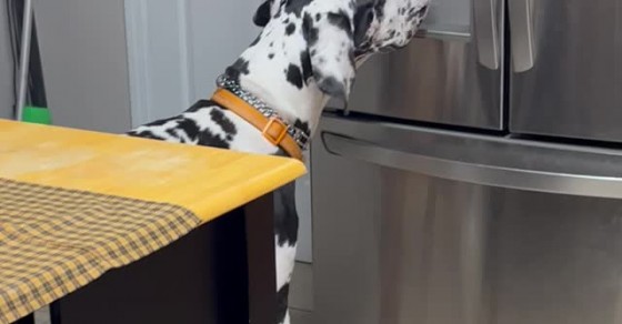 Great Dane Whines for Ice Cubes From Refrigerator - Sharedots