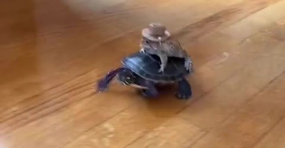 Frog wearing a cowboy hat rides on turtle's shell - Sharedots